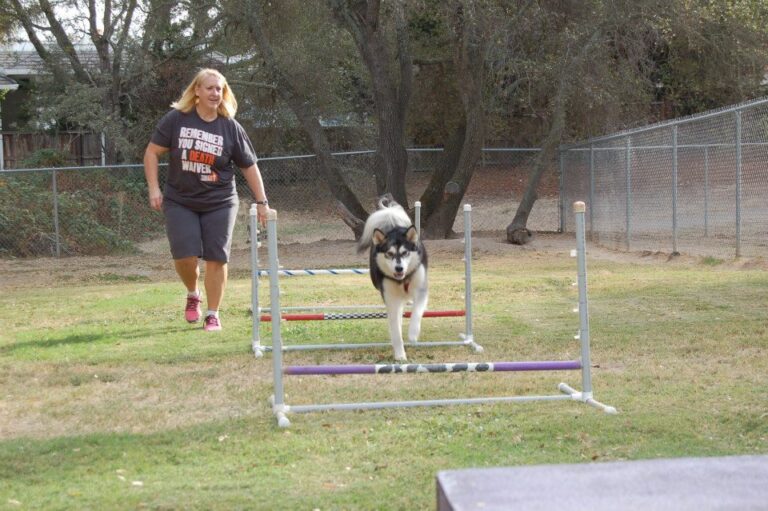 ABOUT NCAMA – THE NORTHERN CALIFORNIA ALASKAN MALAMUTE ASSOCIATION